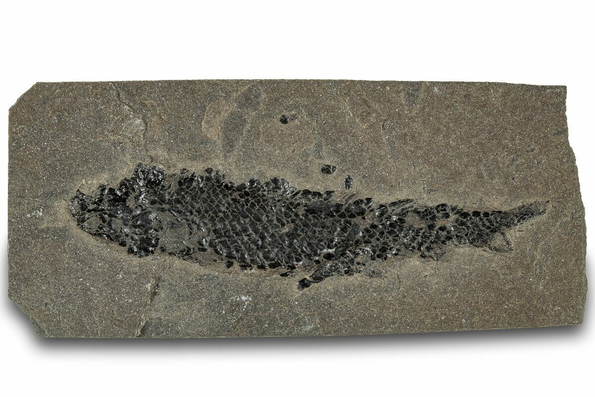 3.8" Devonian Lobed-Fin Fish (Osteolepis) Fossil - Scotland (#319617 ...