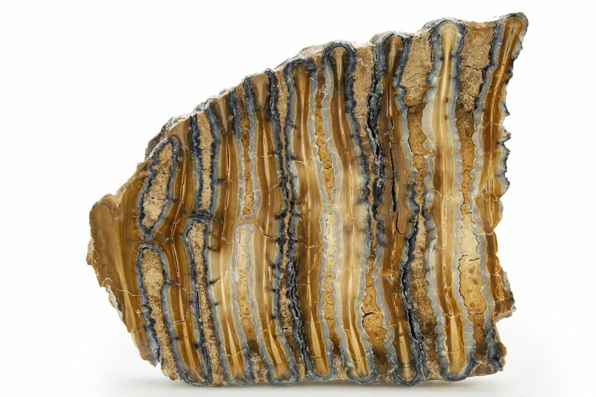 3.4" Polished Mammoth Molar Slice - South Carolina (#319705) For Sale ...