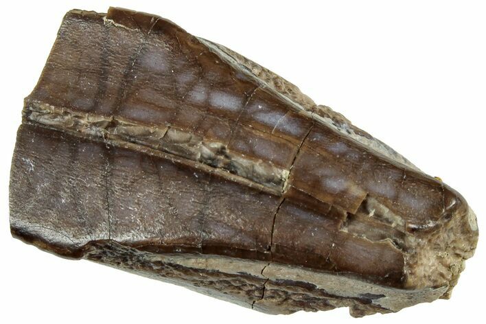 .92" Fossil Hadrosaur (Lambeosaurus) Tooth - Montana (#319719) For Sale ...