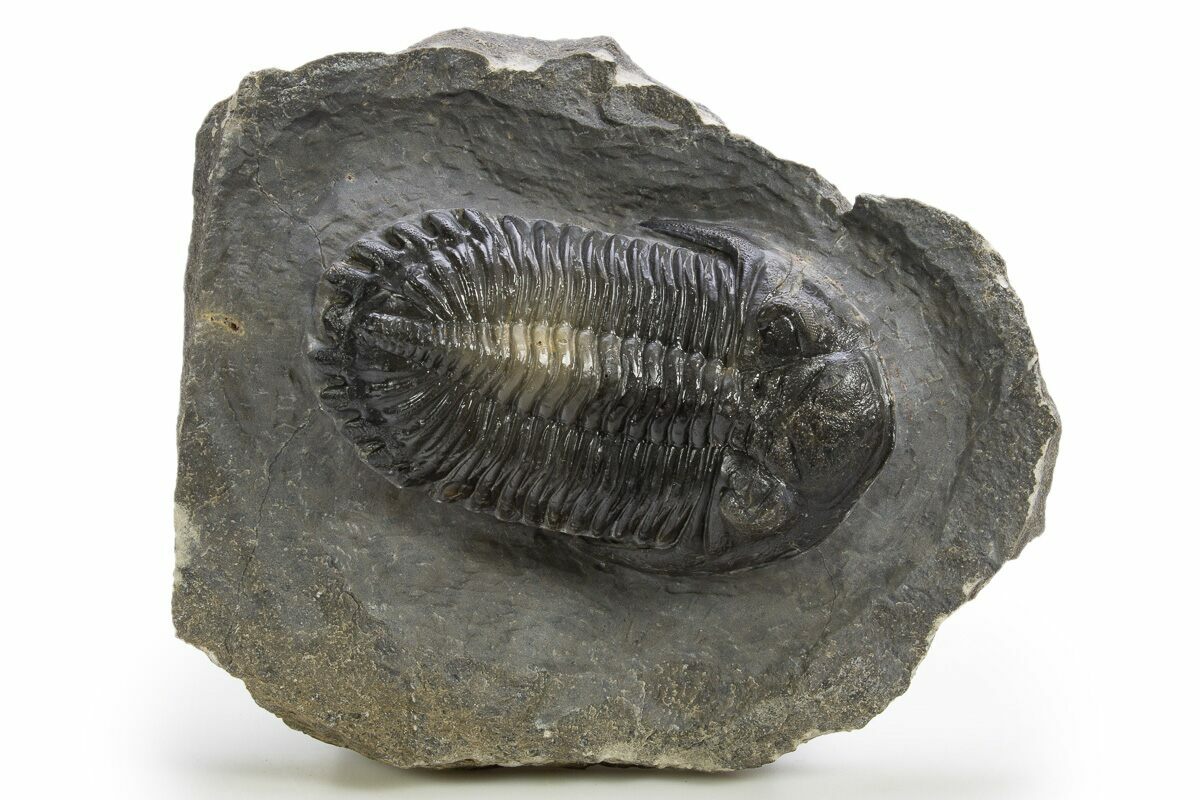 2.75" Multi-Toned Hollardops Trilobite Fossil - Ofaten, Morocco ...