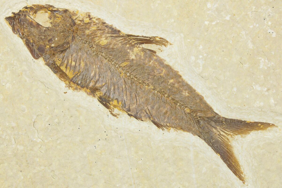 3.25" Detailed Fossil Fish (Knightia) - Wyoming (#320337) For Sale ...