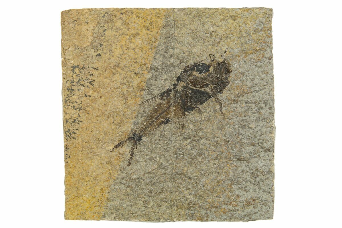 1" Oligocene Fossil Deep-Sea Hatchetfish (Polyipnus) - Poland (#320587 ...