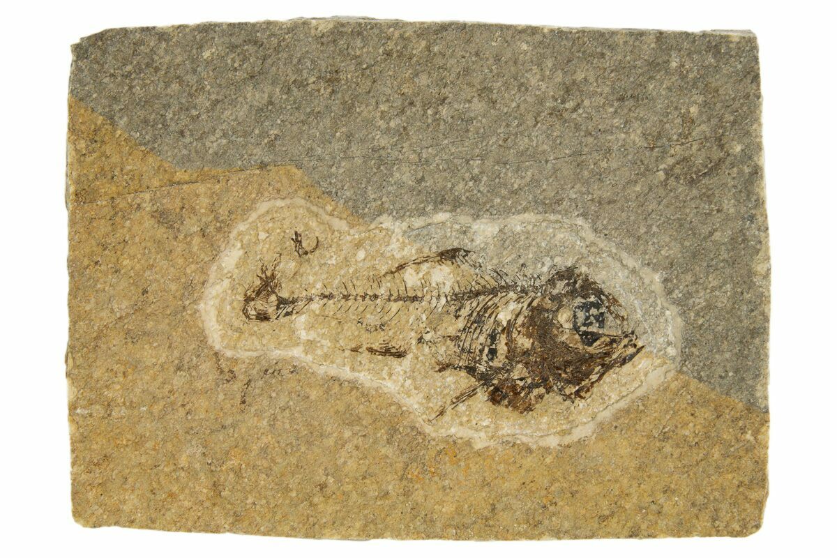 1" Oligocene Fossil Deep-Sea Hatchetfish (Polyipnus) - Poland (#320589) For Sale - FossilEra.com