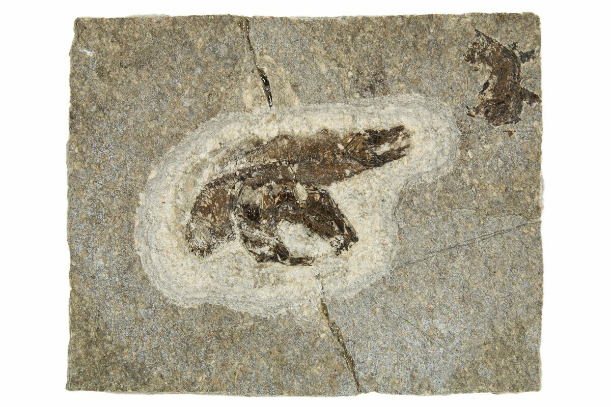 .9" Oligocene Fossil Fish (Clupea sardinites) - Poland (#320598) For ...