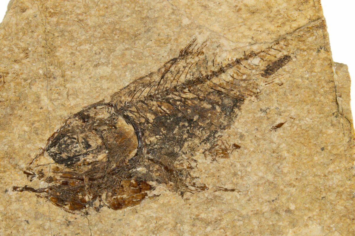 1.1" Oligocene Fossil Deep-Sea Hatchetfish (Polyipnus) - Poland (#320593) For Sale - FossilEra.com