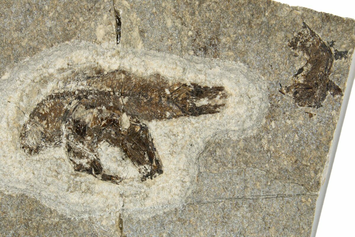 .9" Oligocene Fossil Fish (Clupea sardinites) - Poland (#320598) For ...