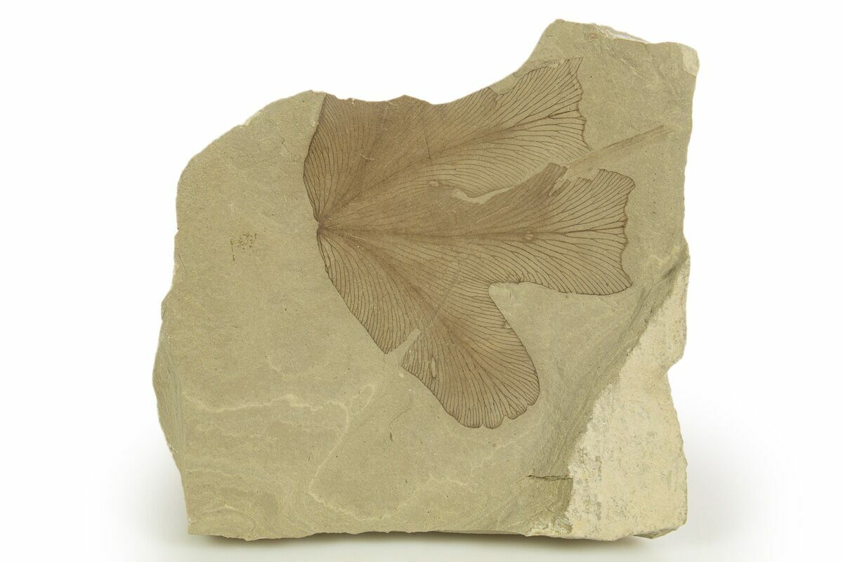 2" Fossil Climbing Fern (Lygodium) Leaf -Green River Formation, Utah ...