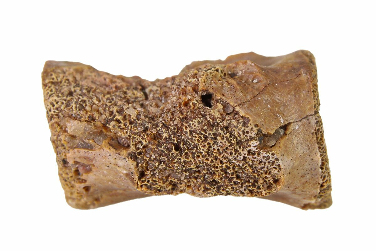 .45" Triassic Fossil Avemetatarsalian (Dromomeron) Vertebra - Texas ...