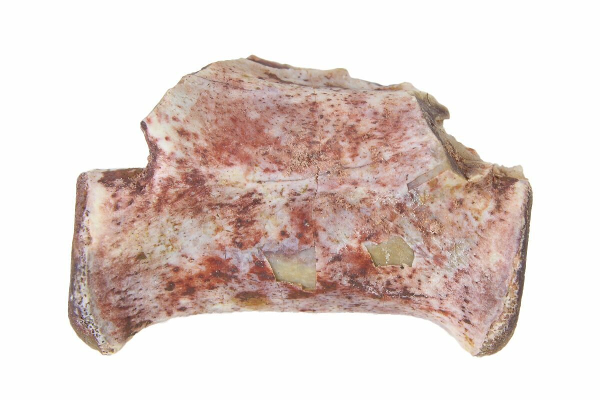 .6" Triassic Fossil Avemetatarsalian (Dromomeron) Vertebra - Texas ...