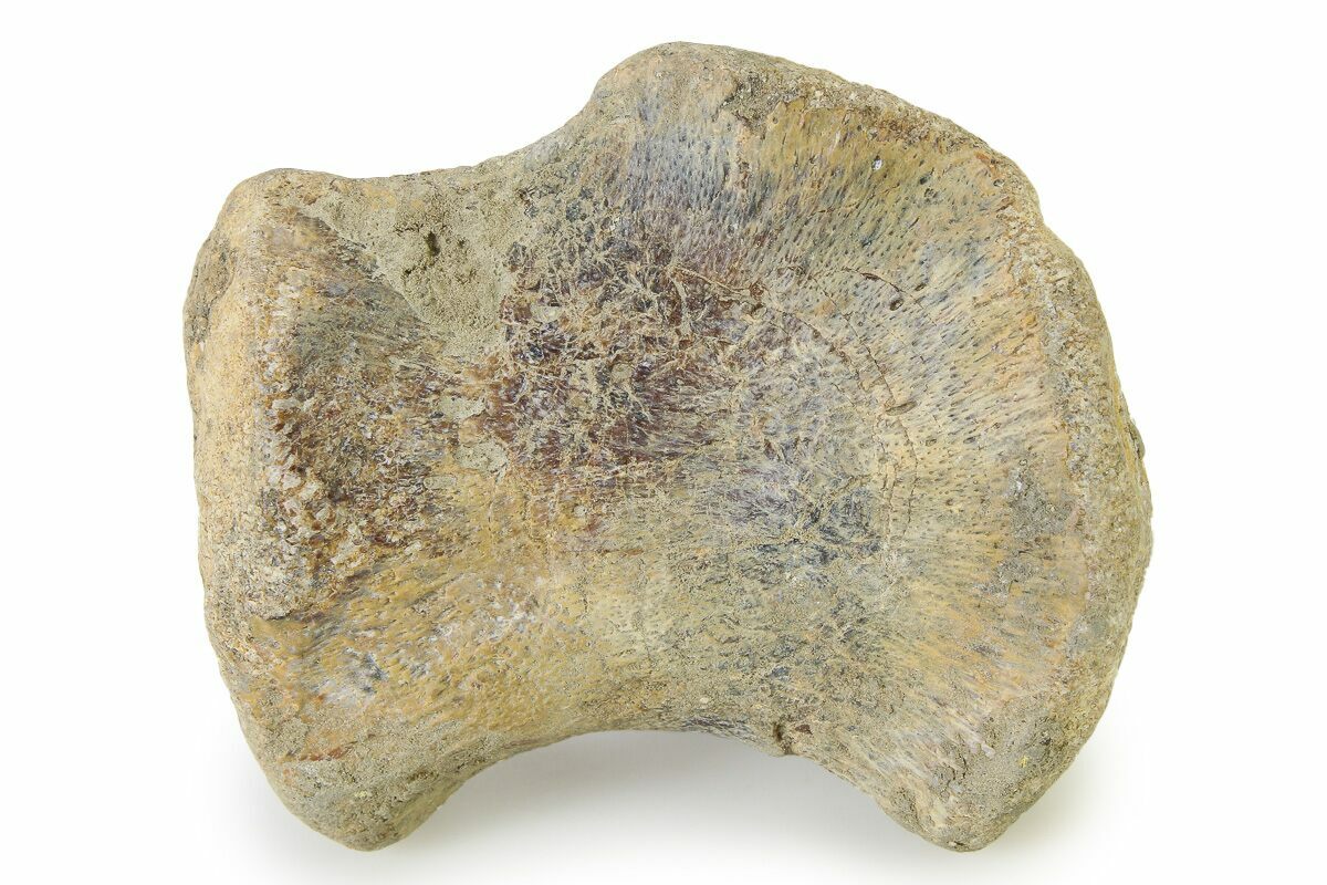 1.9" Fossil Mosasaur Paddle Bone - Texas (#322920) For Sale - FossilEra.com
