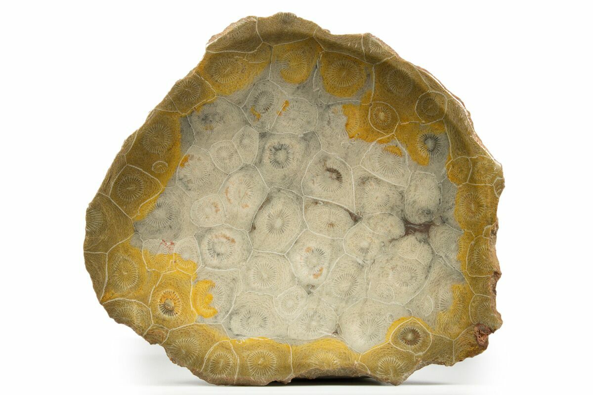 5.8" Polished Fossil Coral (Actinocyathus) Dish - Morocco (#323045) For ...