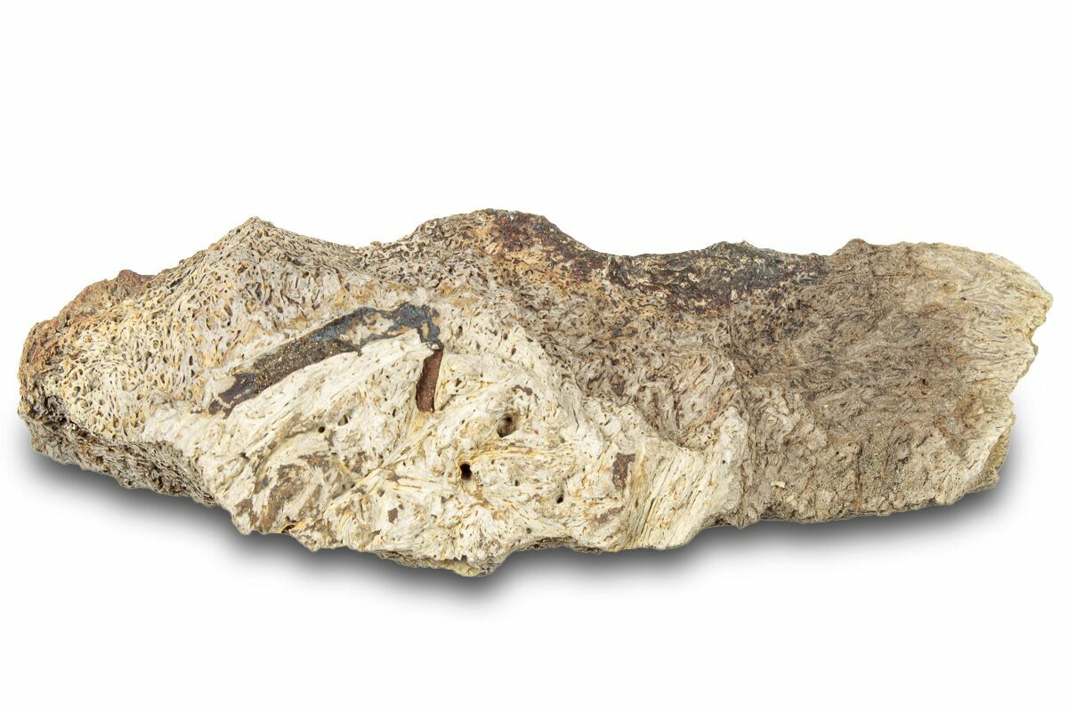 3.5" Dinosaur (Triceratops) Frill Shield Section - Montana (#323022 ...