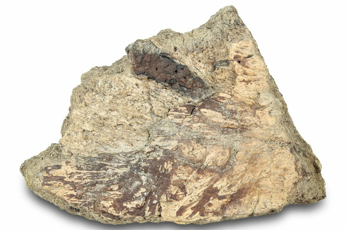 2.8" Dinosaur (Triceratops) Frill Shield Section - Montana (#323026 ...