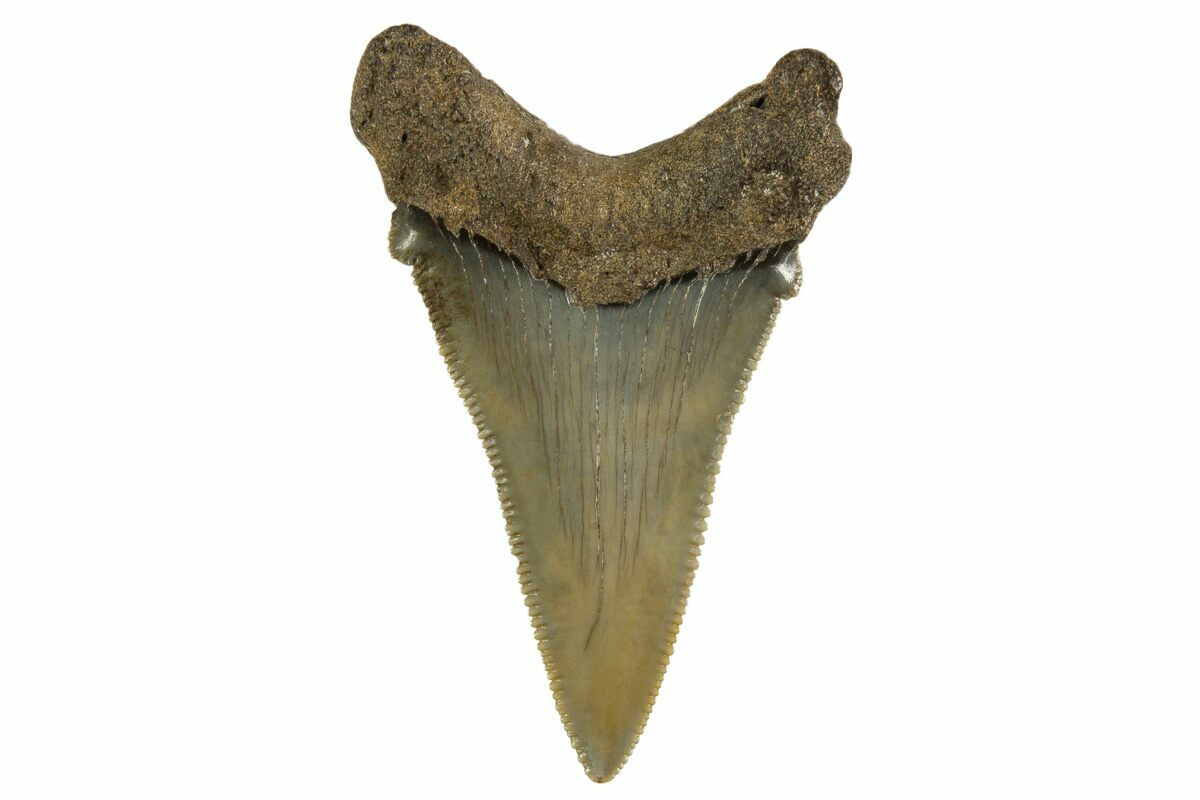 1.89" Serrated Angustidens Tooth - Megalodon Ancestor (#321702) For ...
