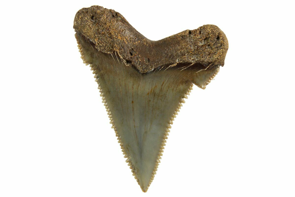 1.42" Serrated Angustidens Tooth - Megalodon Ancestor (#321703) For ...