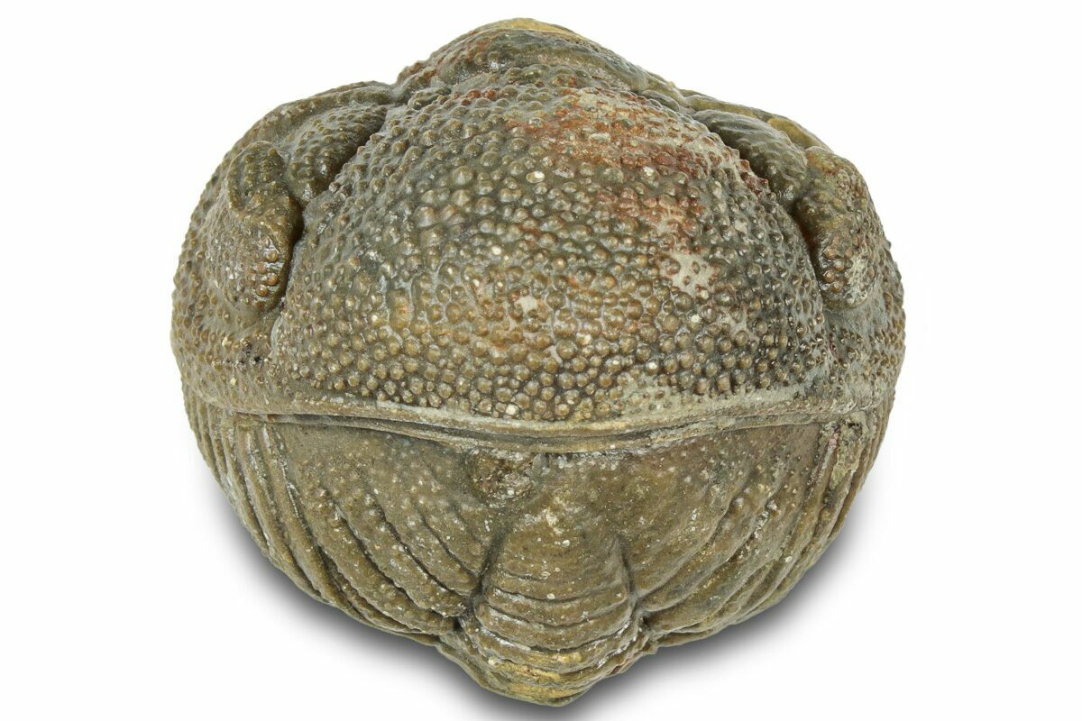 1.05" Wide Enrolled Morocops Trilobite - Morocco (#323197) For Sale ...