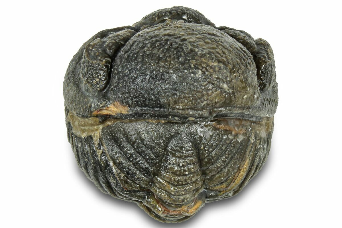 .9" Wide Enrolled Morocops Trilobite - Morocco (#323203) For Sale ...