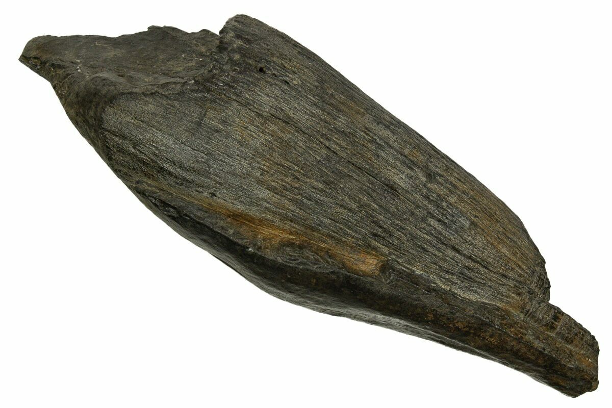 Huge, 7.2" Fossil Sperm Whale (Scaldicetus) Tooth - South Carolina ...