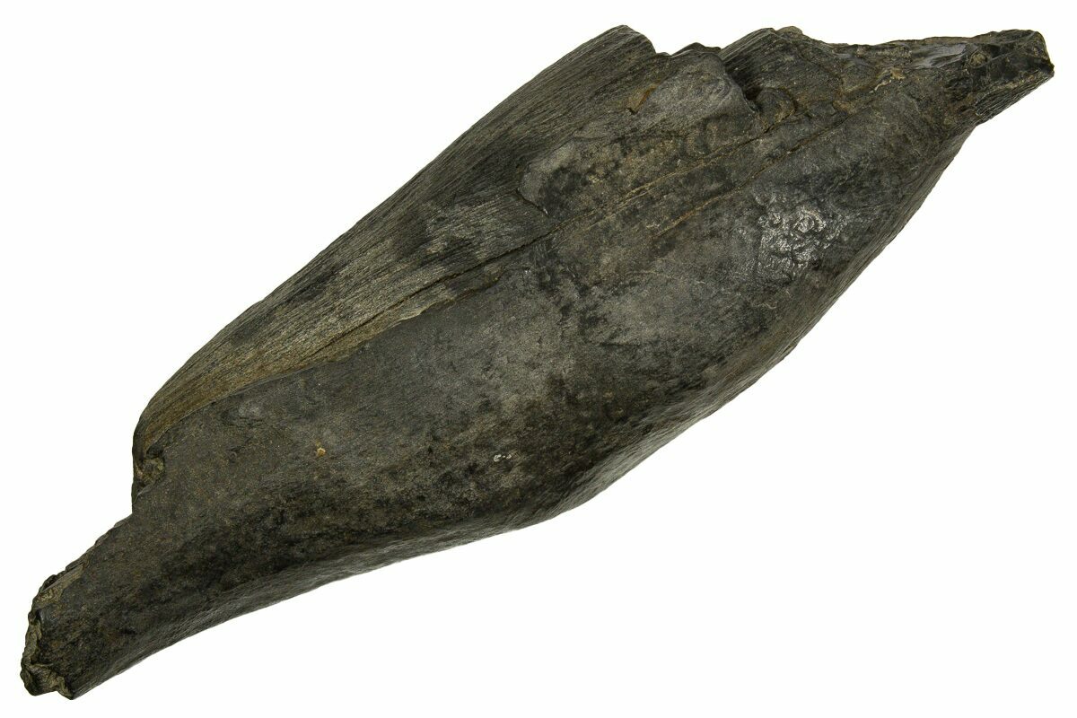 Huge, 7.2" Fossil Sperm Whale (Scaldicetus) Tooth - South Carolina ...
