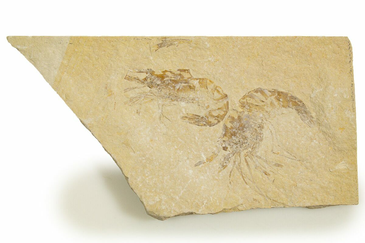 Two Cretaceous Fossil Shrimp - Lebanon (#323734) For Sale - FossilEra.com
