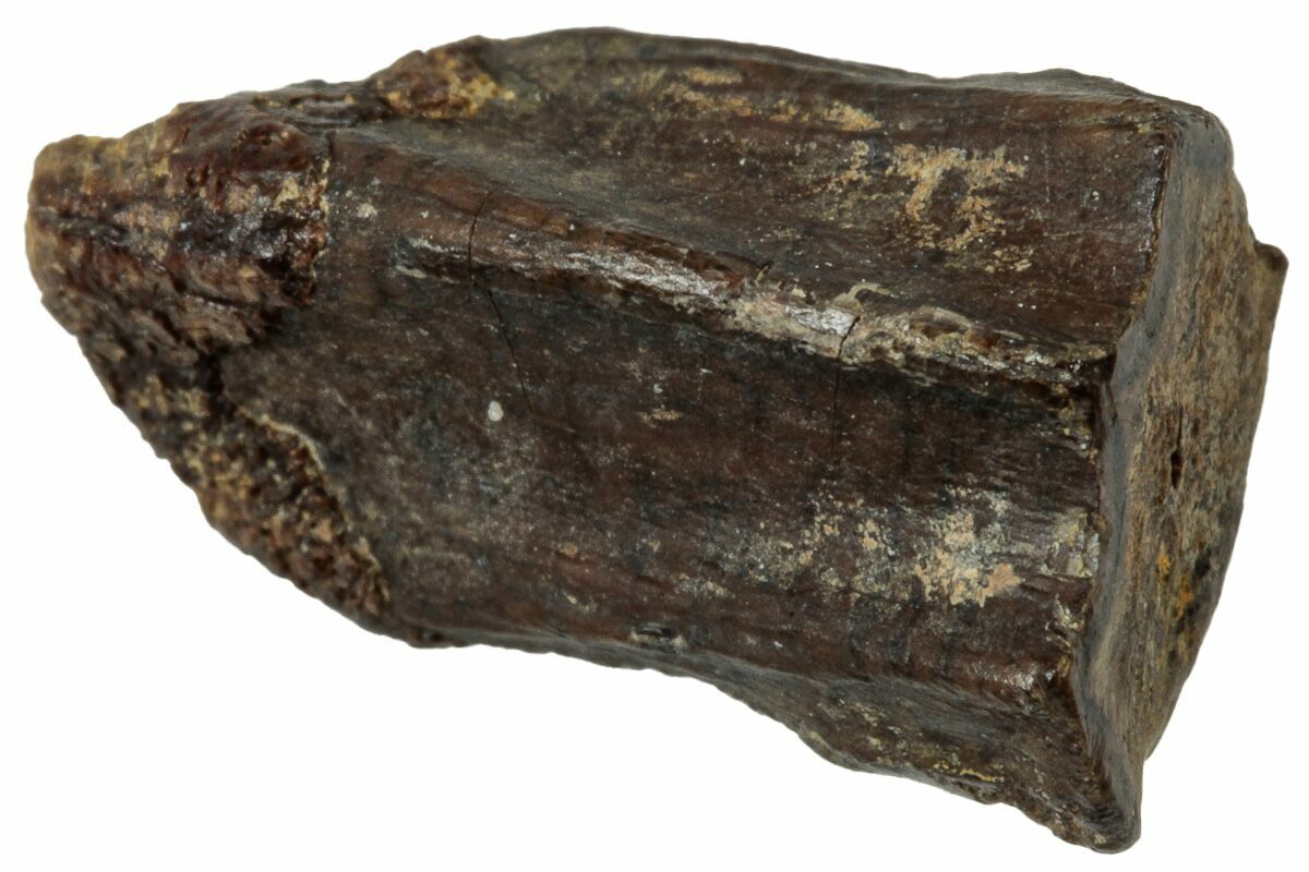 .58" Fossil Hadrosaur (Edmontosaurus) Partial Tooth - Wyoming (#323956 ...