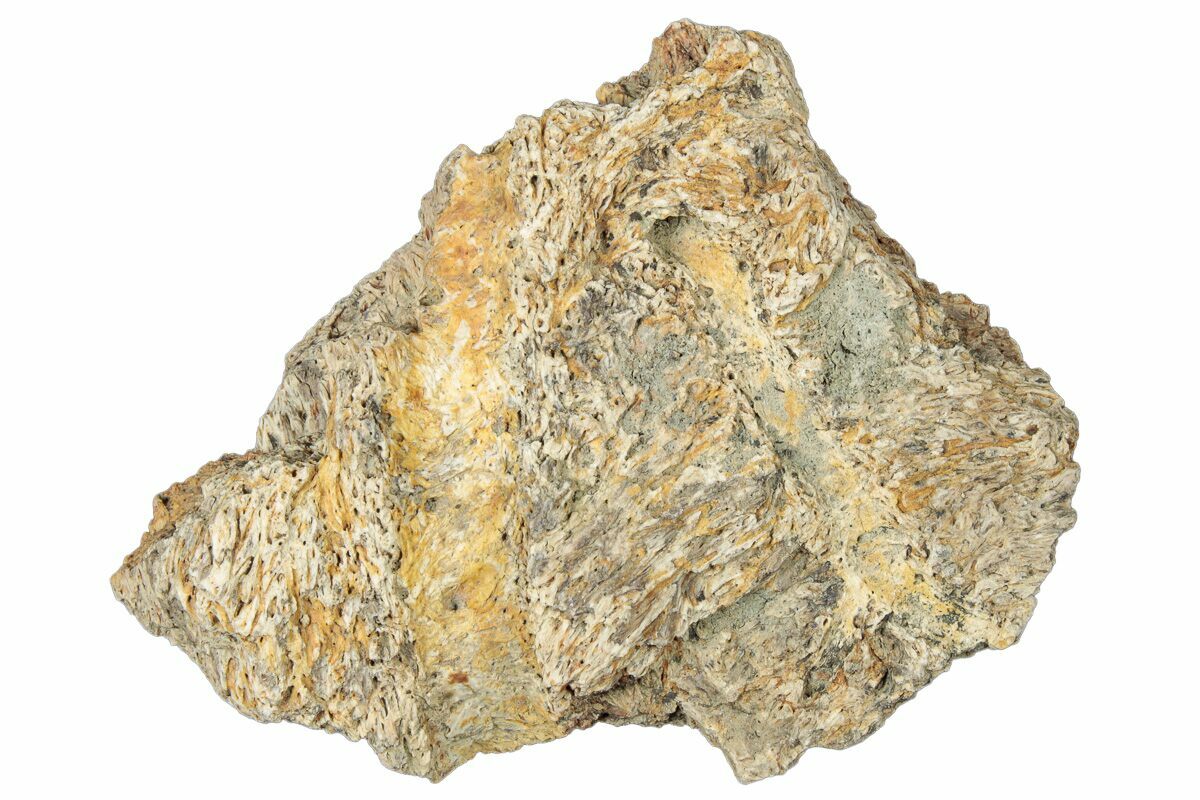 2.15" Dinosaur (Triceratops) Frill Shield Section - Montana (#323840 ...