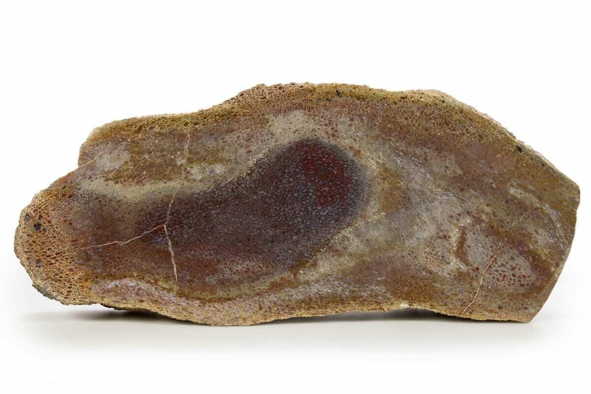 9.1" Polished Dinosaur Bone (Gembone) Slab - Colorado (#324198) For ...