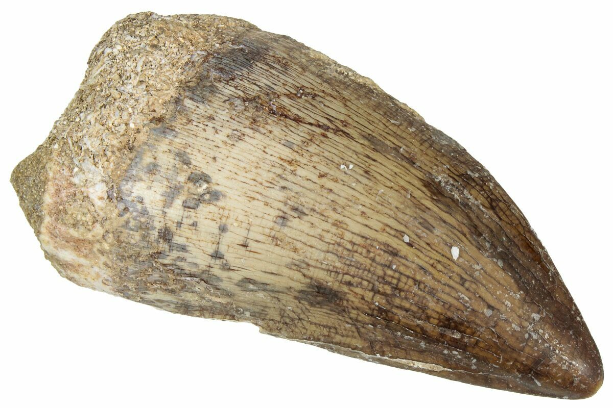 1.85" Fossil Mosasaur (Prognathodon) Tooth - Morocco (#322691) For Sale ...
