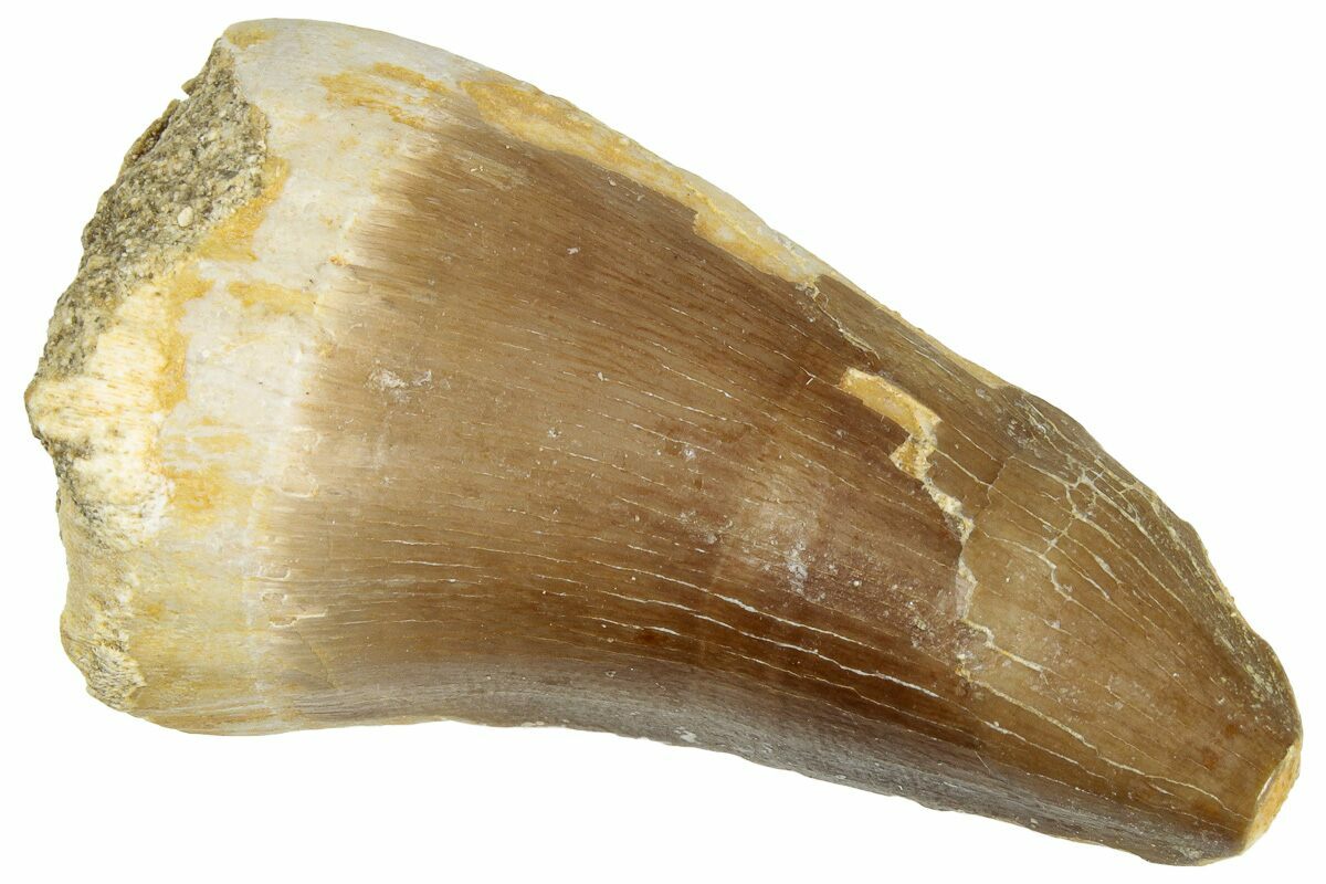 1.75" Fossil Mosasaur (Prognathodon) Tooth - Morocco (#322709) For Sale ...