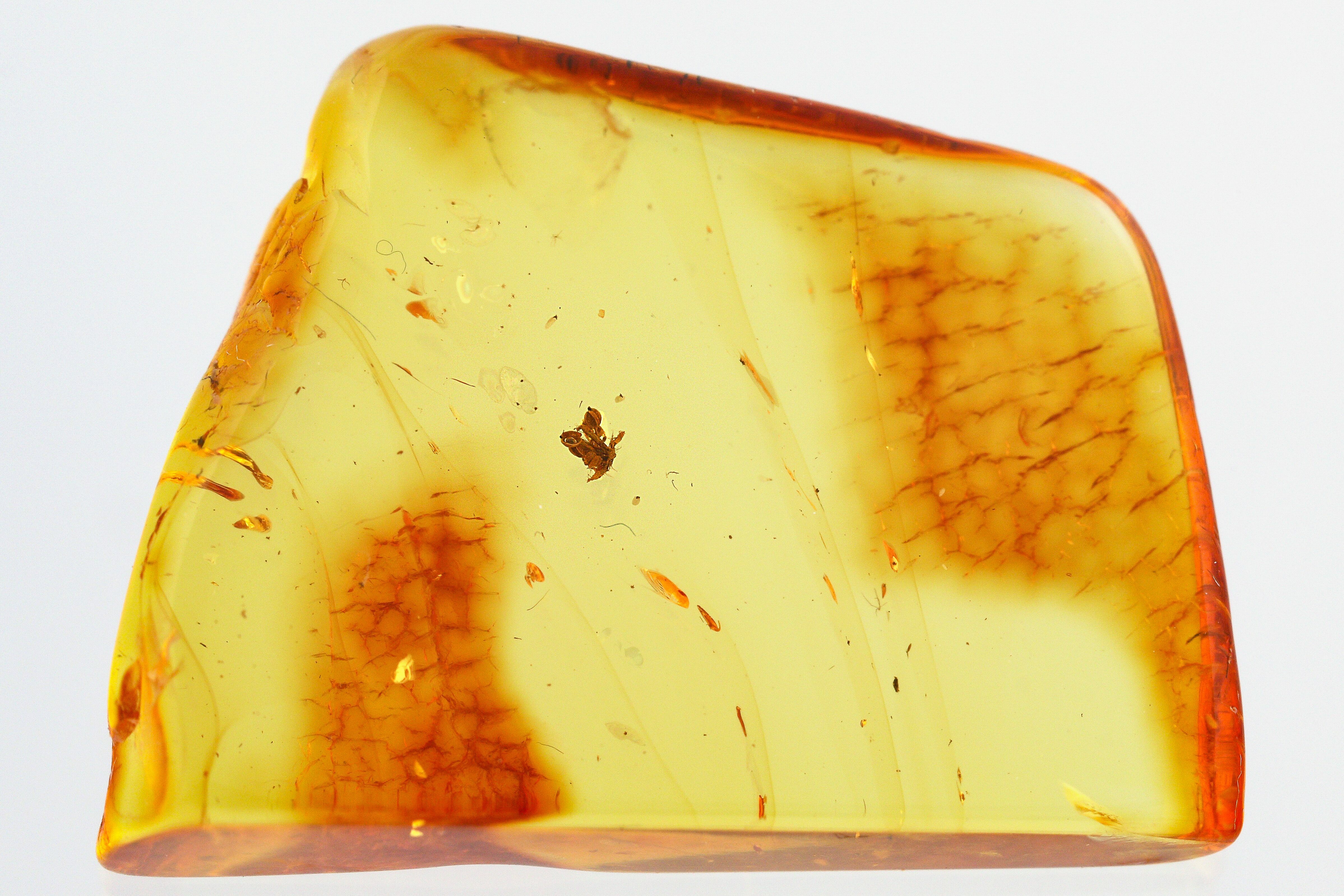 Detailed Fossil Oak Flower (Quercus) In Baltic Amber (#325421) For Sale ...
