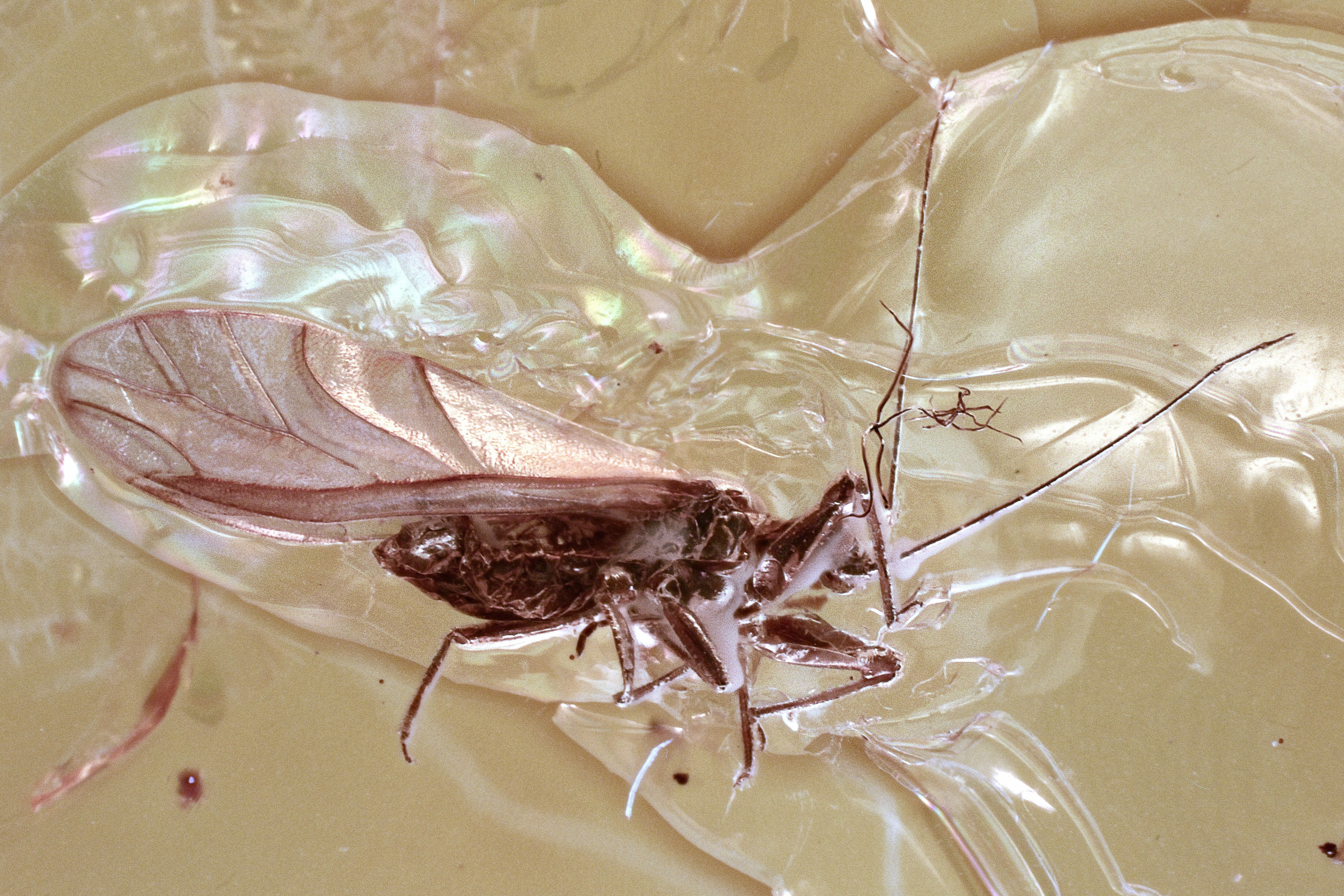 Detailed Fossil Winged Aphid (Drepanosiphidae) In Baltic Amber (#325439 ...