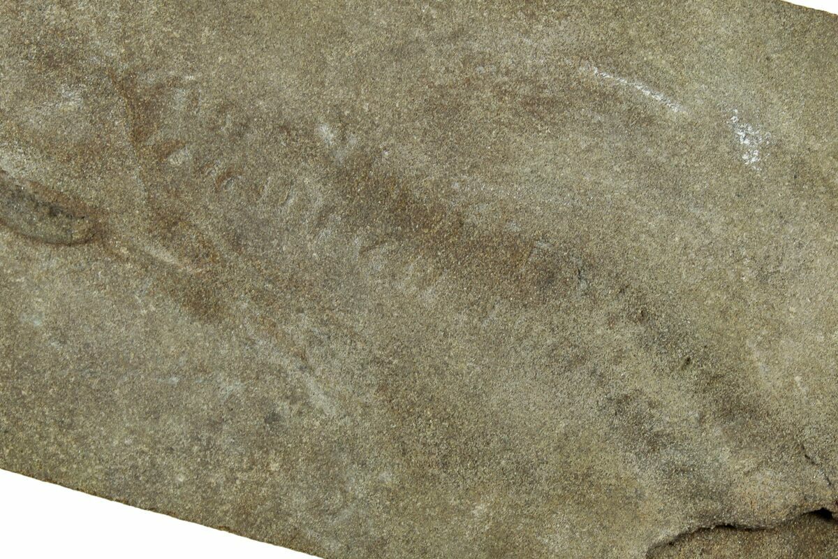 2.3" Cruziana (Fossil Trilobite Trackway) - Indiana (#325674) For Sale - FossilEra.com