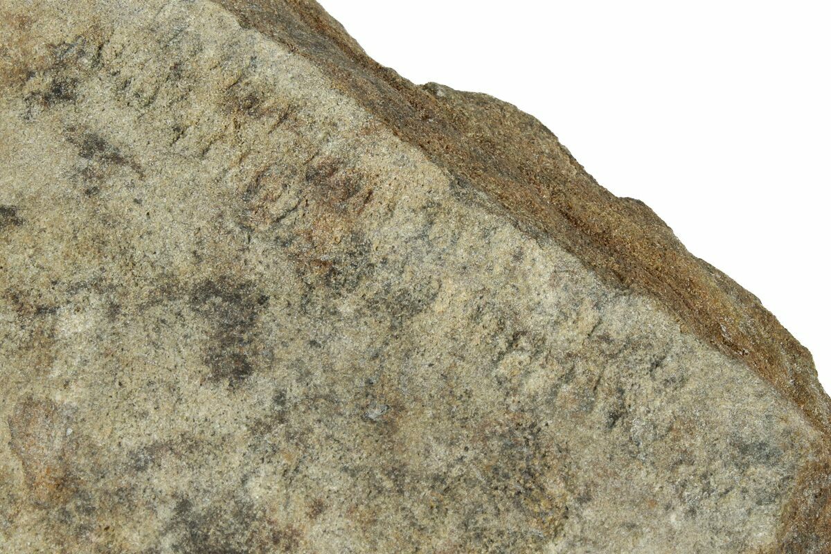 7.5" Cruziana (Fossil Trilobite Trackway) - Indiana (#325683) For Sale - FossilEra.com