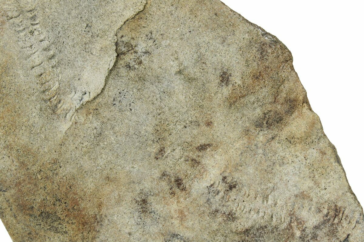 7.5" Cruziana (Fossil Trilobite Trackway) - Indiana (#325683) For Sale - FossilEra.com