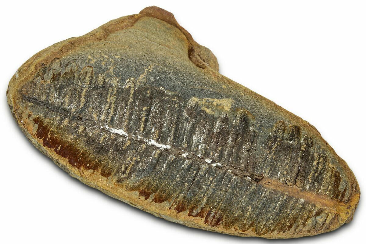 3" Fossil Fern (Pecopteris) Nodule Pos/Neg - Mazon Creek (#325896) For ...