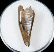 Dinosaur Teeth For Sale - FossilEra.com