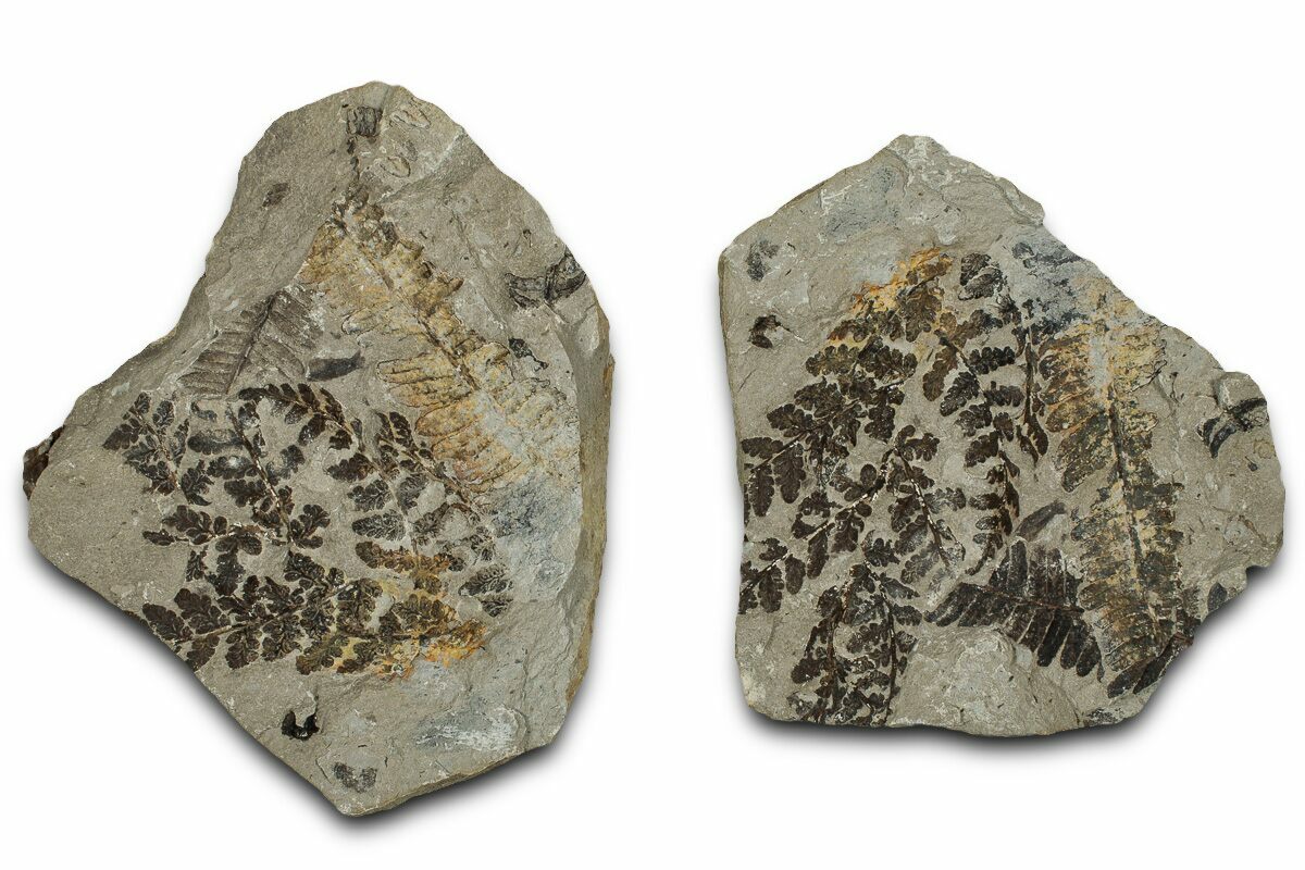 3.7" Fern (Pecopteris & Mariopteris) Nodule Pos/Neg - Mazon Creek ...