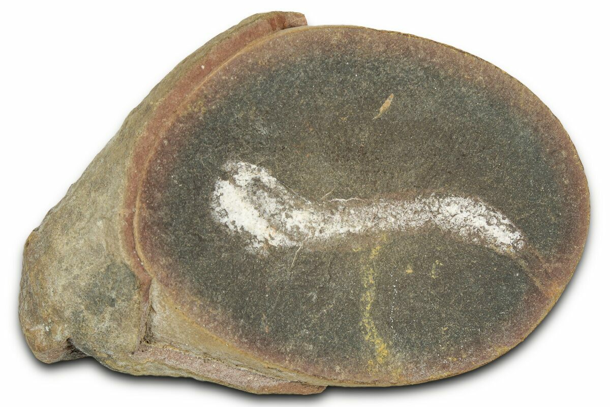 1" Pennsylvanian Worm Fossil - Mazon Creek (#325926) For Sale ...
