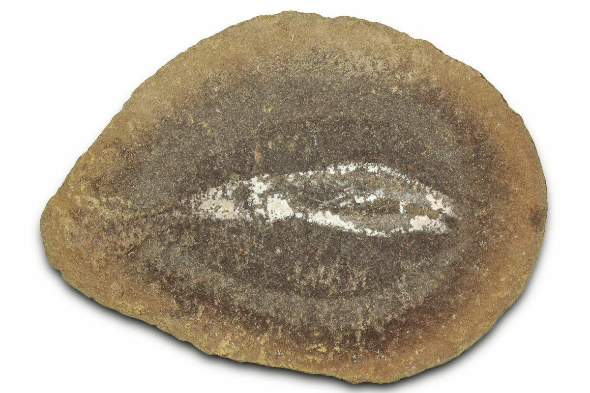 1.2" Pennsylvanian Worm Fossil - Mazon Creek (#325934) For Sale ...