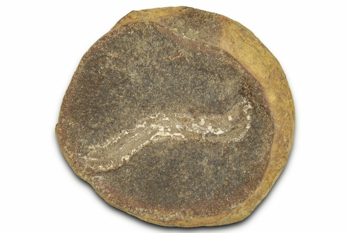 1.2" Pennsylvanian Worm Fossil - Mazon Creek (#325935) For Sale ...