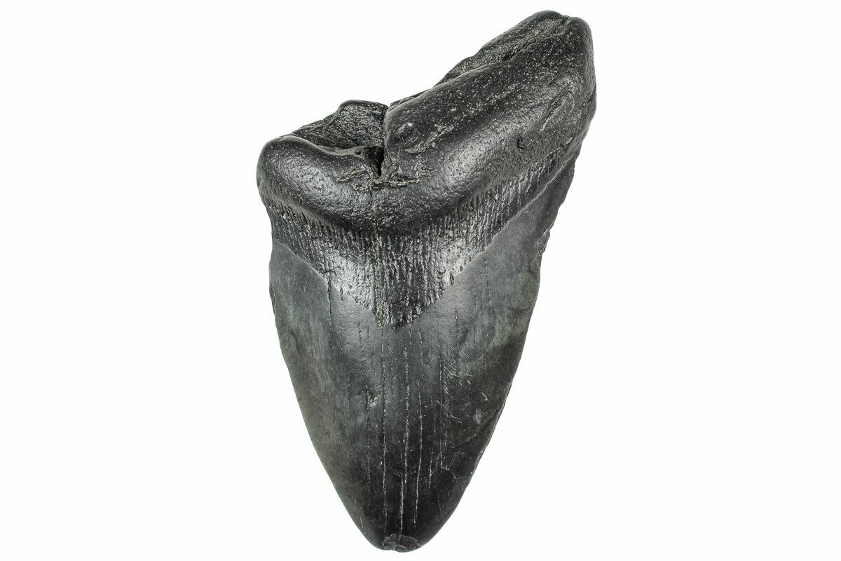 4.48" Partial, Fossil Megalodon Tooth - South Carolina (#320669) For ...