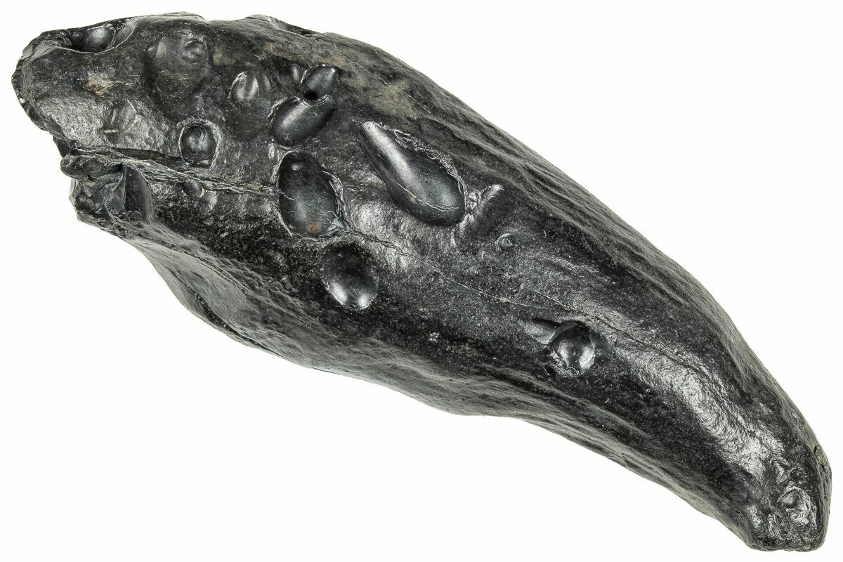 4.65" Fossil Sperm Whale (Scaldicetus) Tooth - South Carolina (#321844 ...