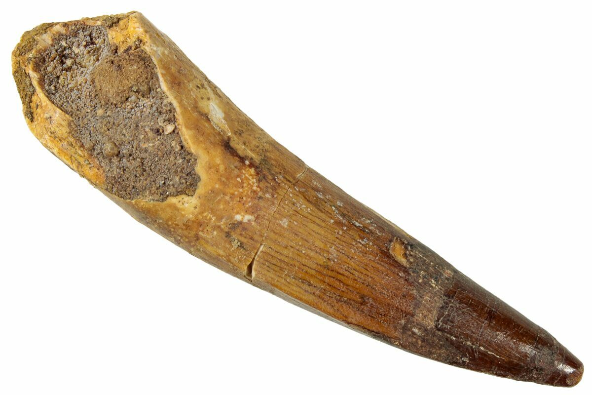 2.62" Fossil Spinosaurus Tooth - Real Dinosaur Tooth (#326280) For Sale ...