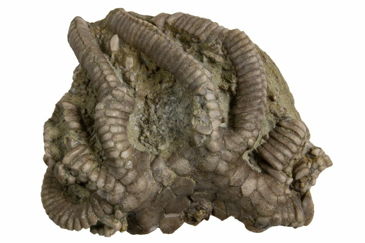1.6" Fossil Crinoid (Agaricocrinus) Crown - Indiana (#326042) For Sale ...