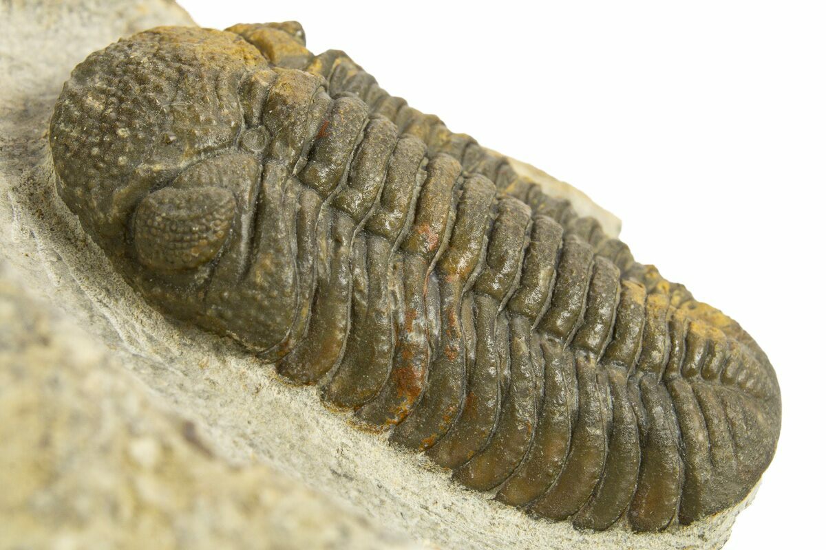 1.45" Detailed Morocops Trilobite - Morocco (#325979) For Sale ...