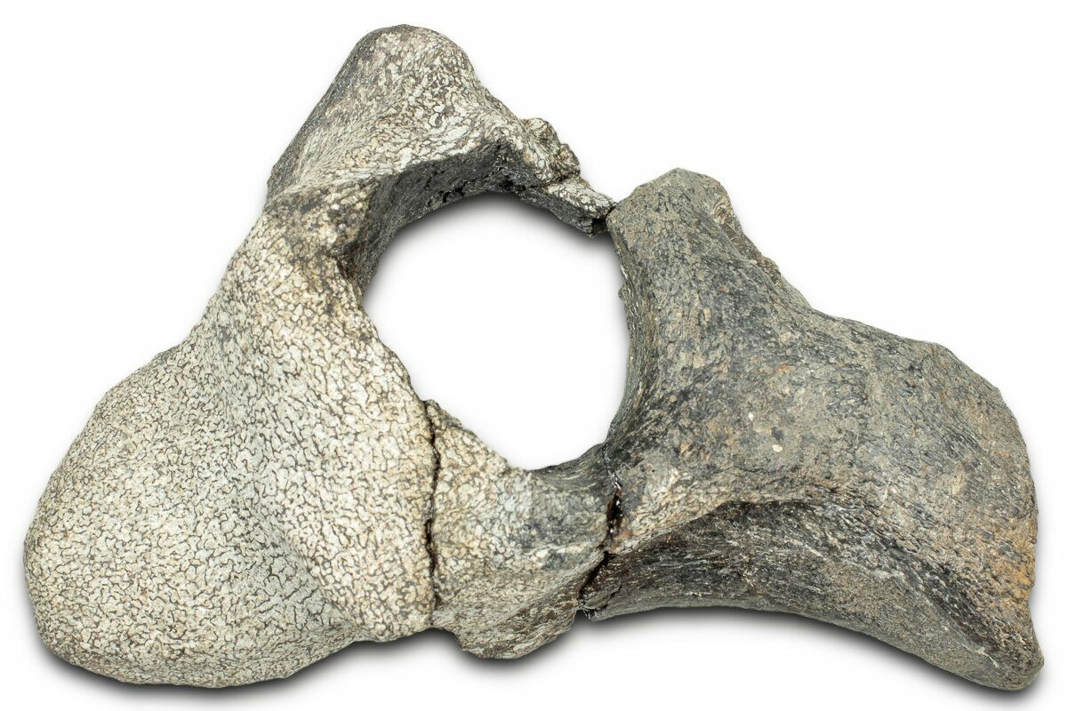 4.9" Fossil Dinosaur Partial Vertebra - Montana (#326474) For Sale ...