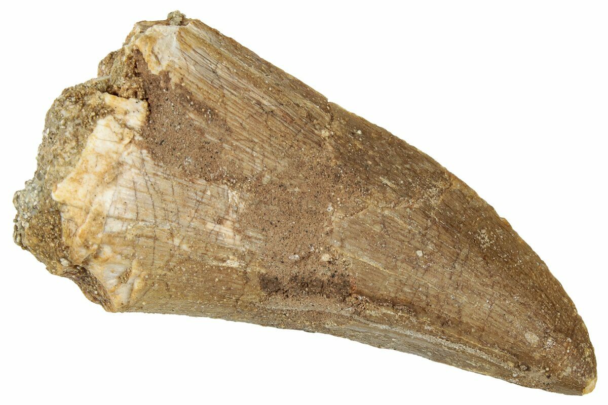 2.1" Fossil Mosasaur (Mosasaurus) Tooth - Morocco (#326479) For Sale ...