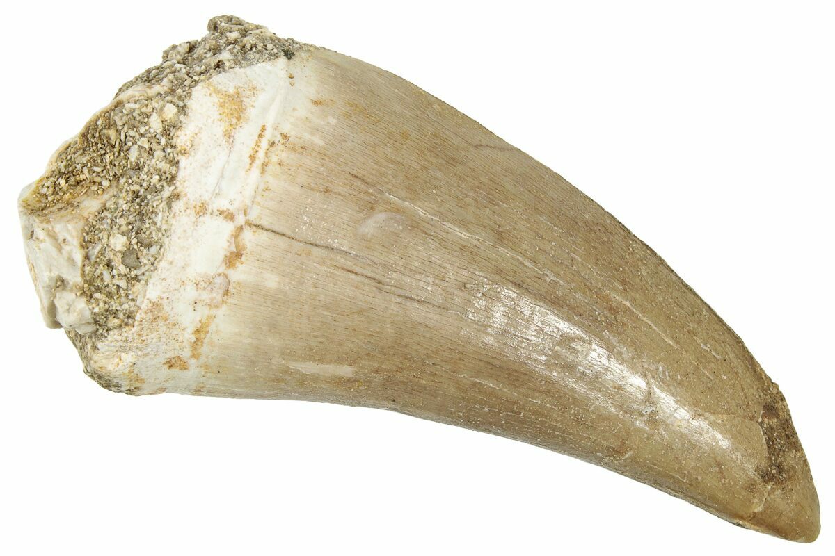 2.15" Fossil Mosasaur (Mosasaurus) Tooth - Morocco (#326481) For Sale ...