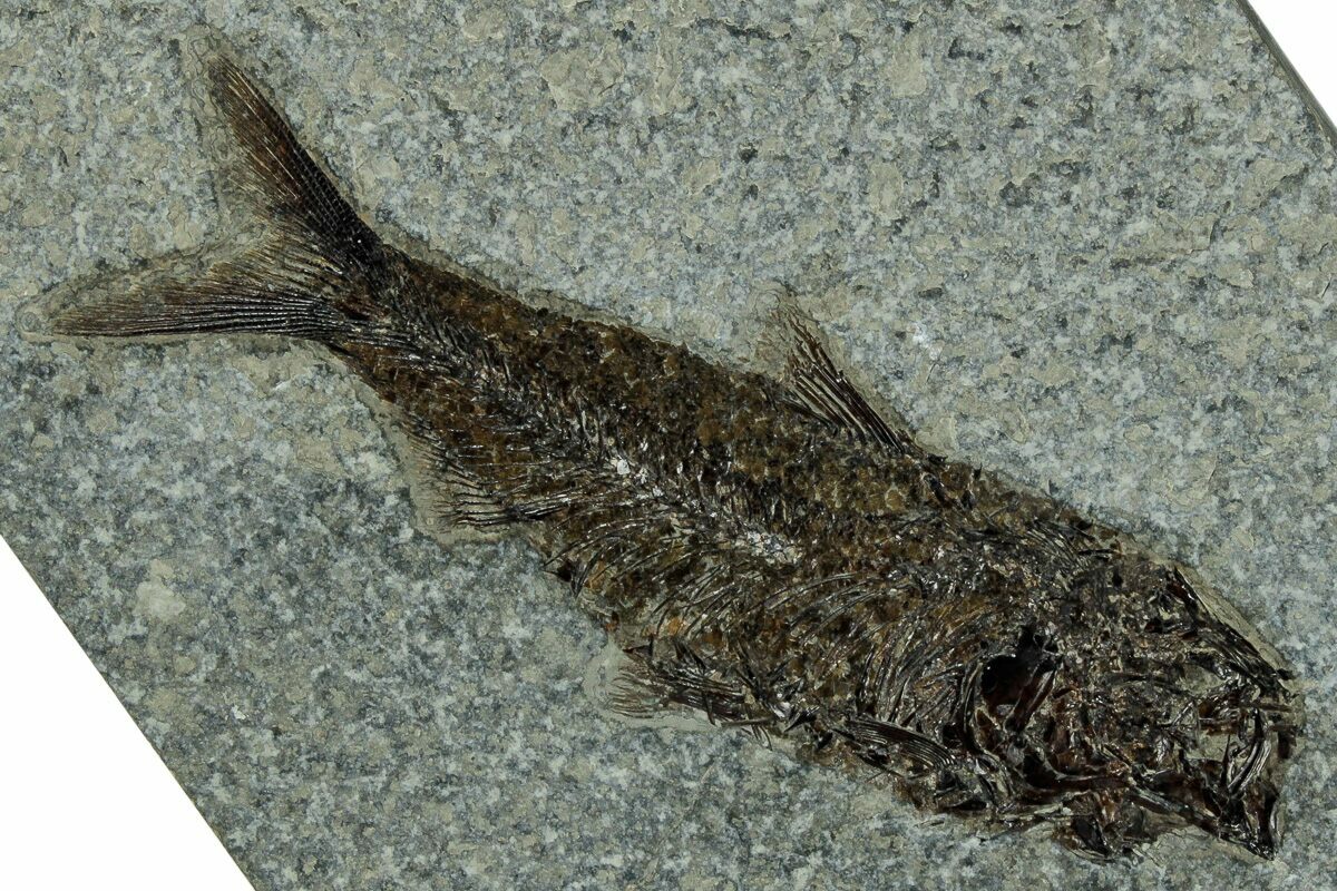 4.65" Detailed Fossil Fish (Knightia) - Wyoming (#327865) For Sale ...