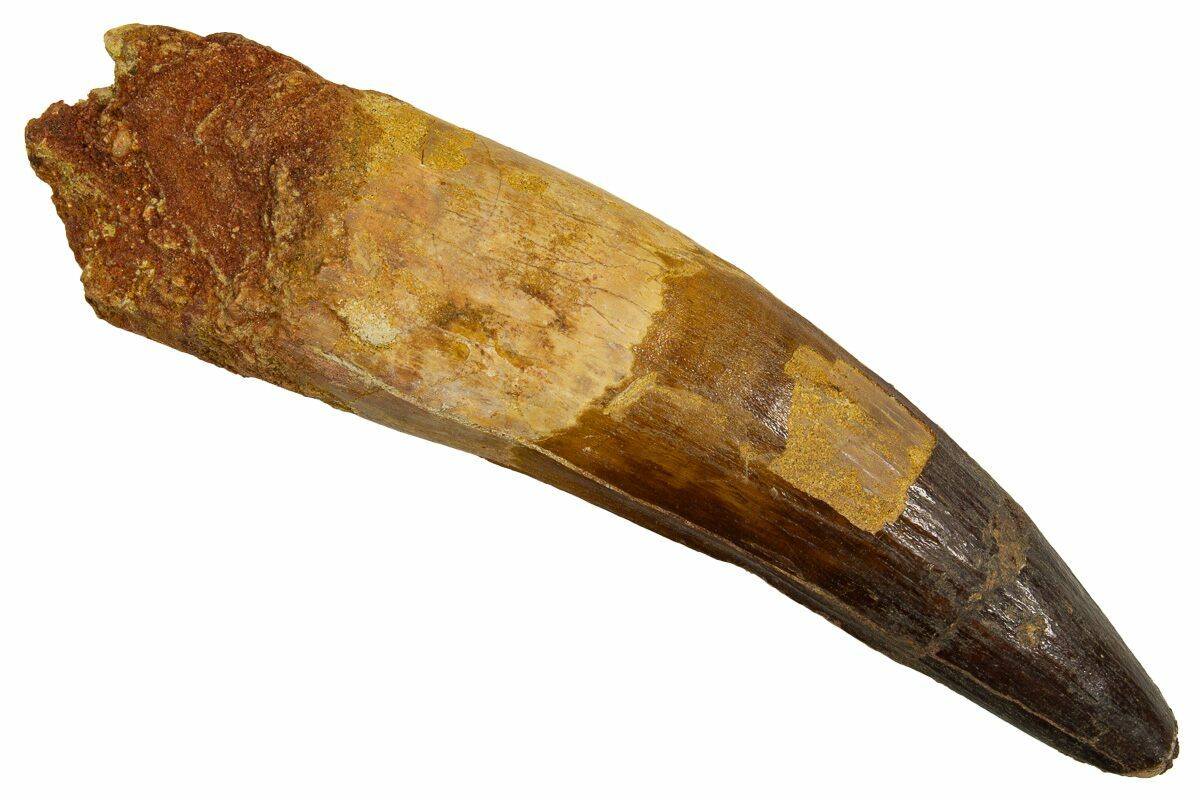 4.22" Real Fossil Spinosaurus Tooth - Large Dinosaur Tooth (#328054 ...